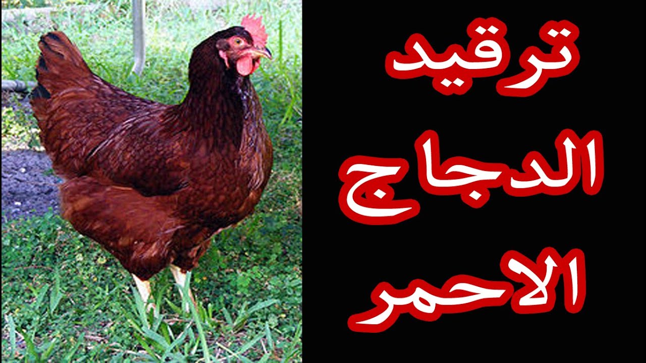 الدجاج الاحمر هل يرقد وهل البيض صالح للترقيد كل المعلومات عن الدجاج ...